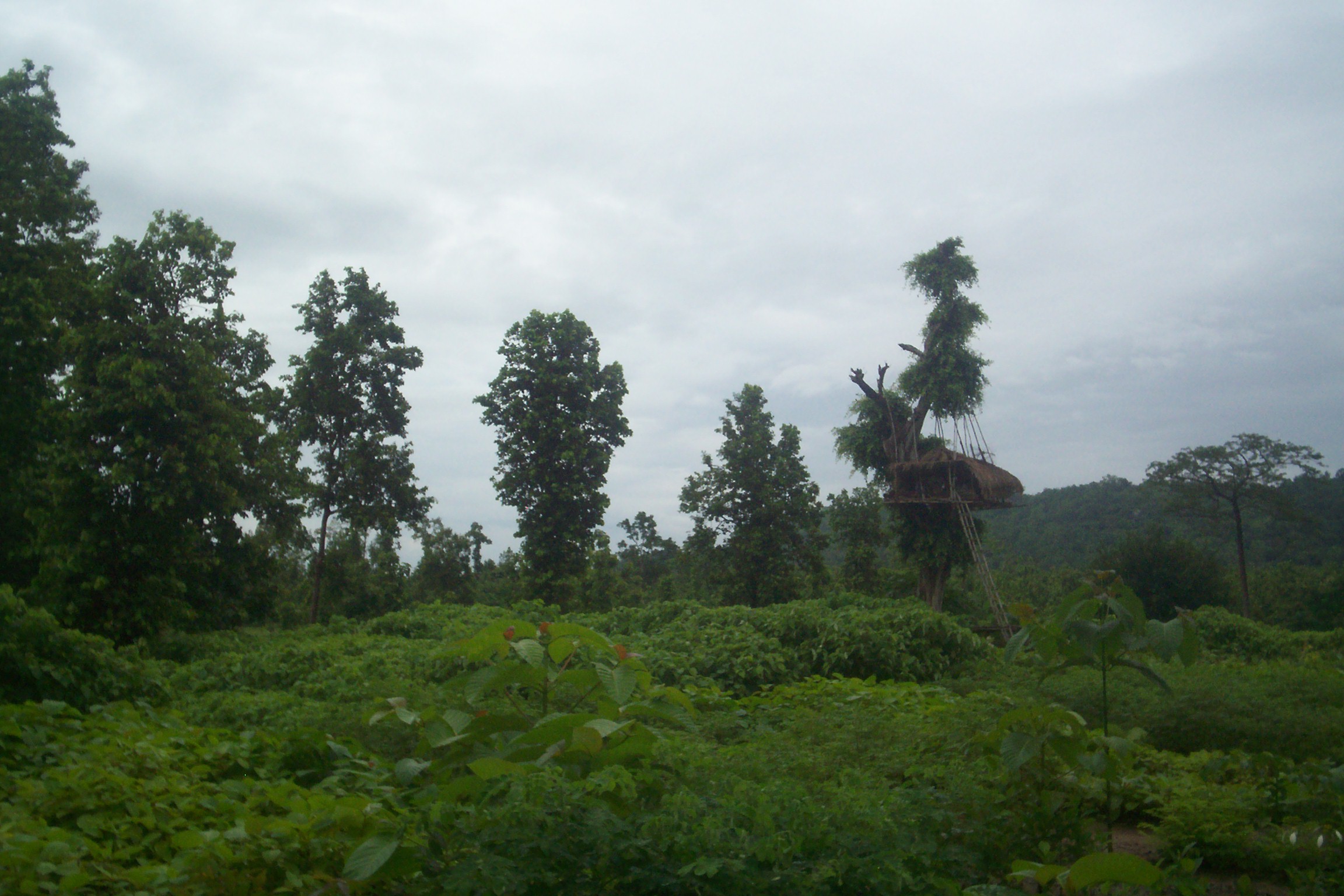 Amsoi