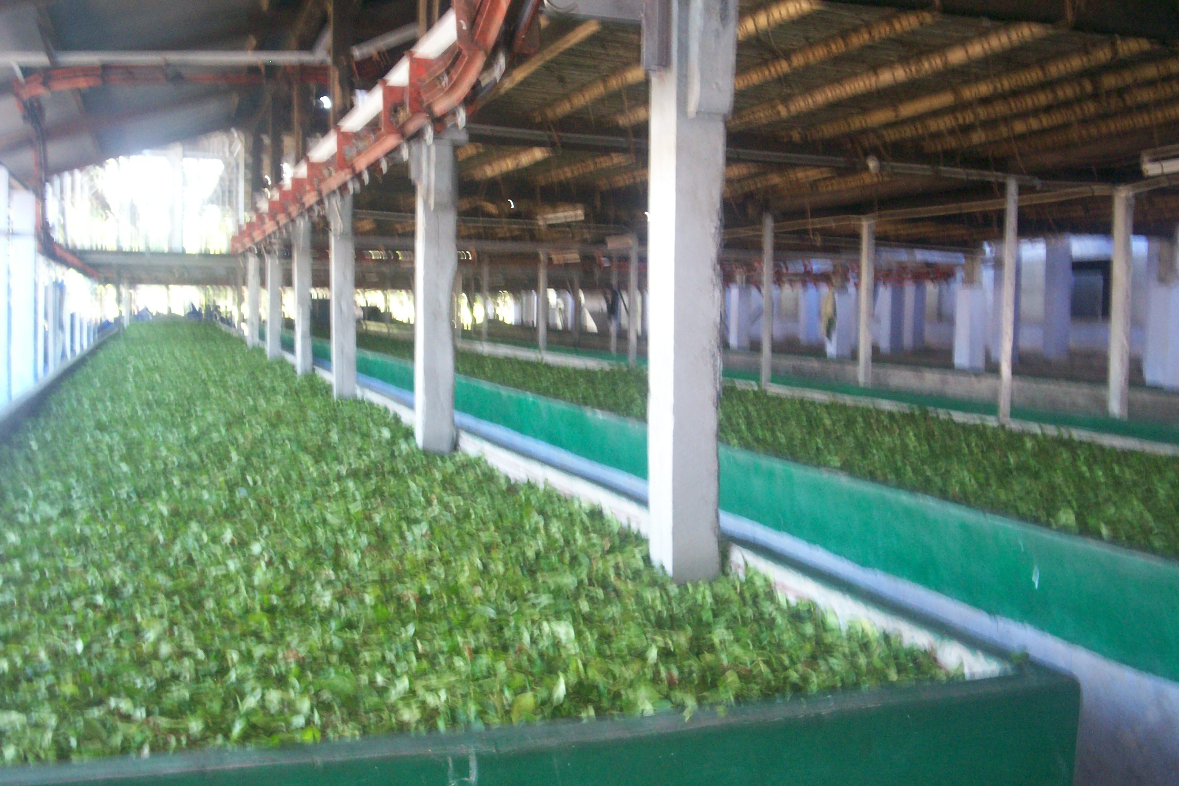 amsoi